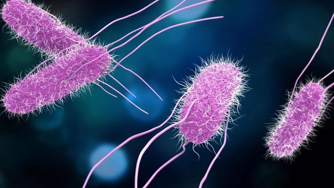 Nhiễm vi khuẩn Salmonella và những điều cần biết là gì? Nguyên nhân ...