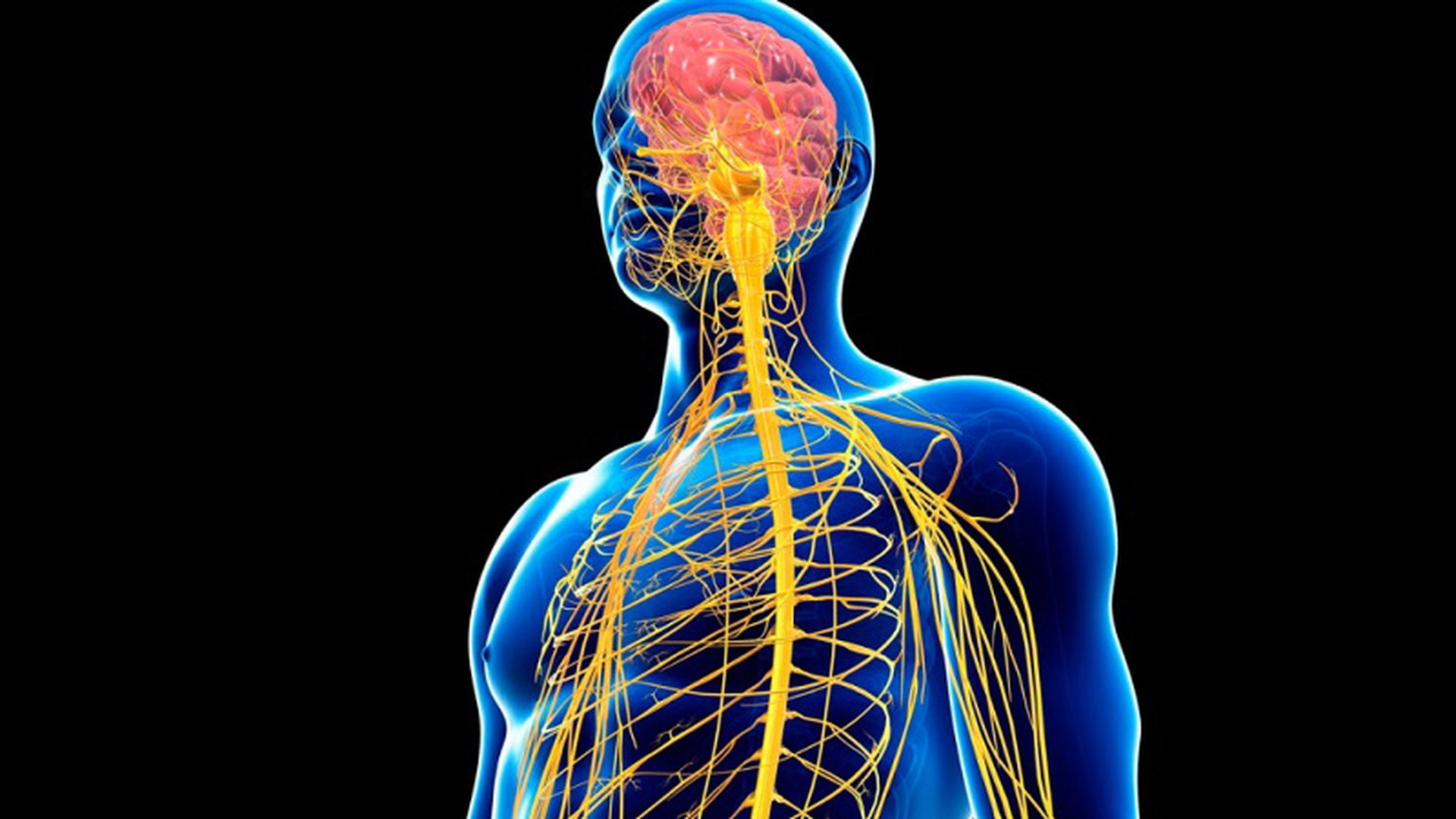 Bệnh Thần Kinh Là Gì Nguyên Nhân Và Cách điều Trị Bệnh Thần Kinh