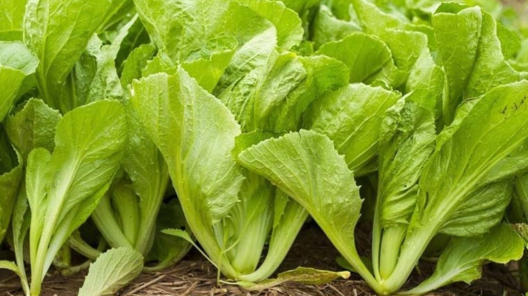 Bầu ăn rau cải đắng được không? Lợi ích sức khỏe mà rau cải đắng mang ...