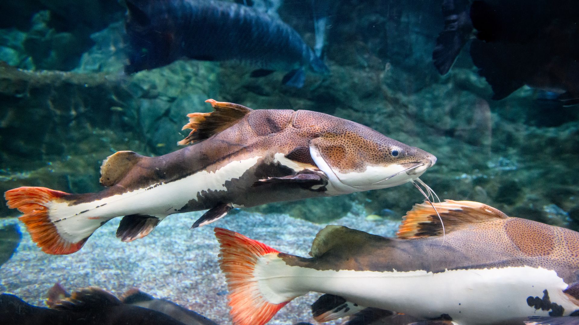 Cá hồng vĩ: Giá trị dinh dưỡng, lợi ích sức khỏe và cách chế biến đúng ...