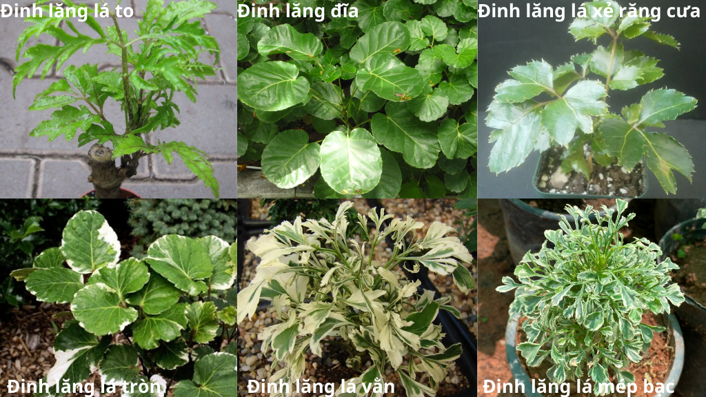 Các loại đinh lăng phổ biến và cách phân biệt chúng
