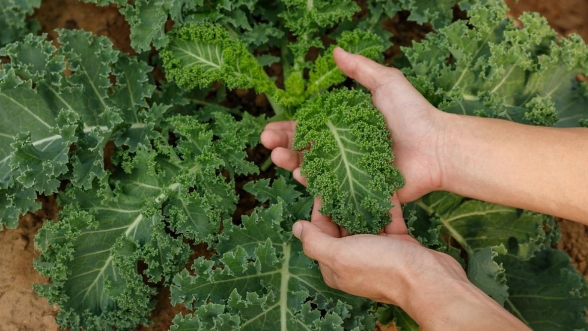 Cải xoăn kale - Rau ăn giảm cân và phòng ngừa ung thư - Nhà thuốc FPT ...
