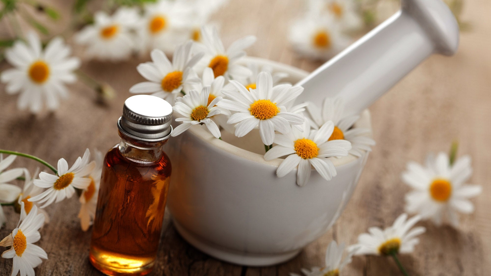 Chiết xuất cúc La Mã là gì? Có tác dụng gì đối với làn da?