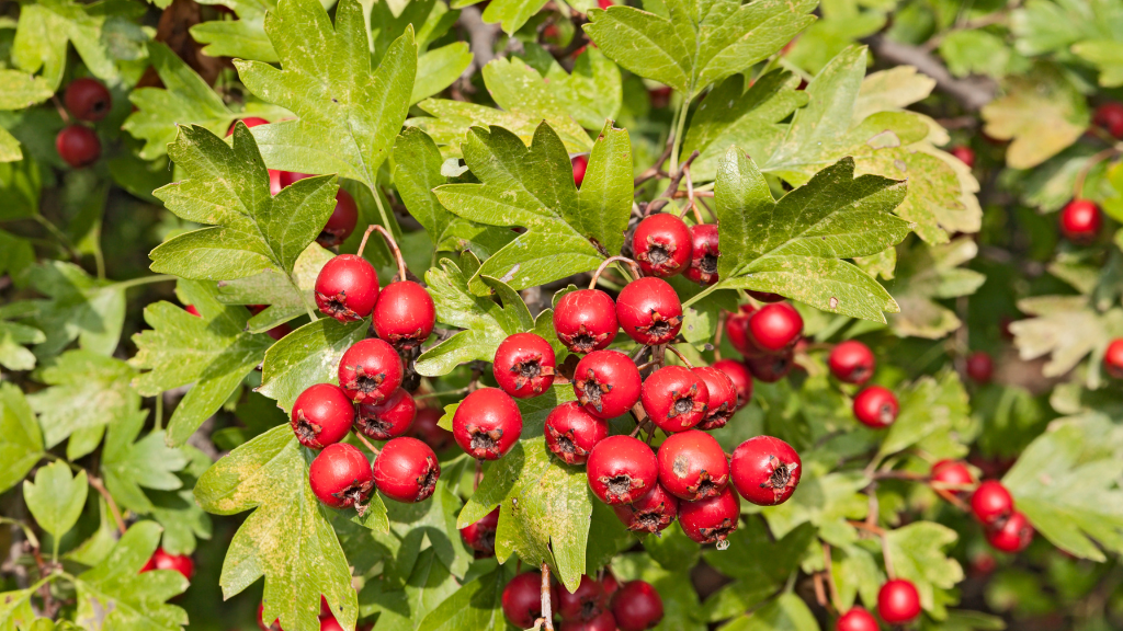 Hawthorn là gì? Công dụng và chỉ định sử dụng Hawthorn