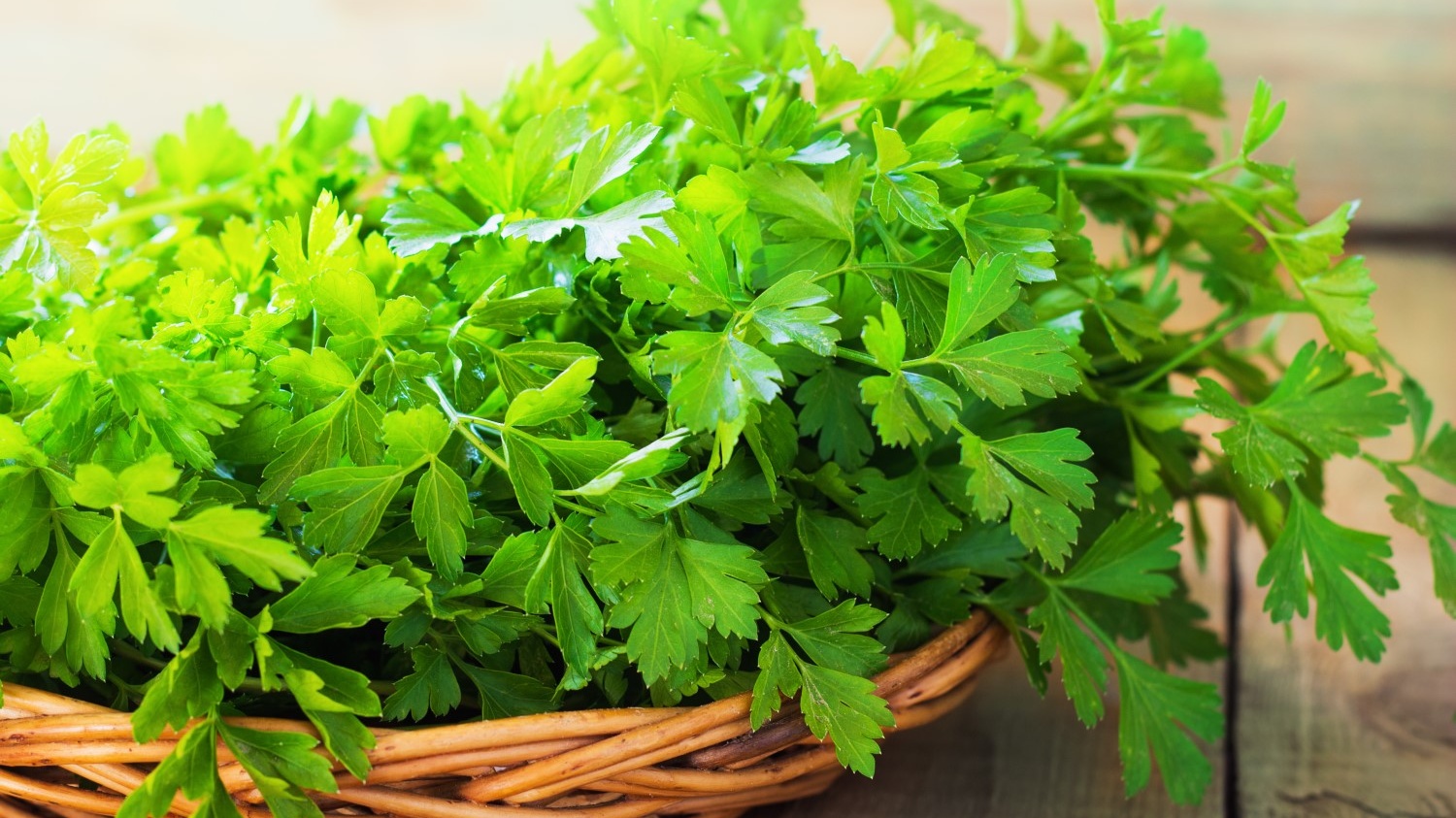 Lá mùi tây có tác dụng gì? Phân biệt lá mùi tây và rau mùi - Nhà thuốc ...