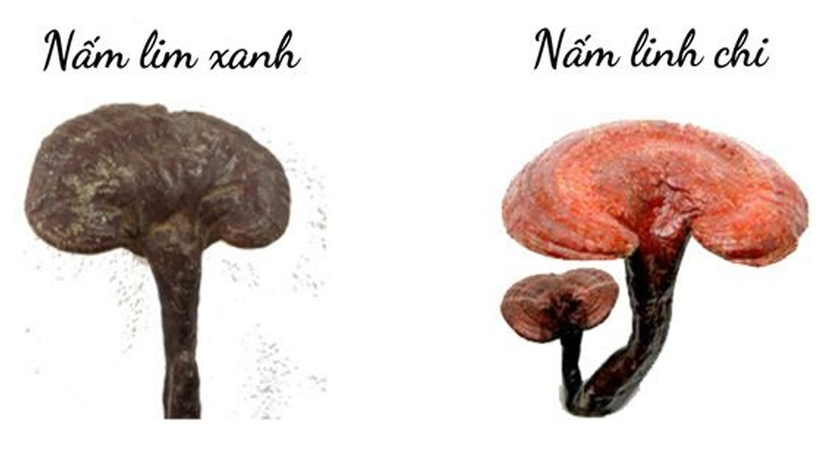 Nấm lim xanh và nấm linh chi loại nào tốt hơn? - Nhà thuốc FPT Long Châu