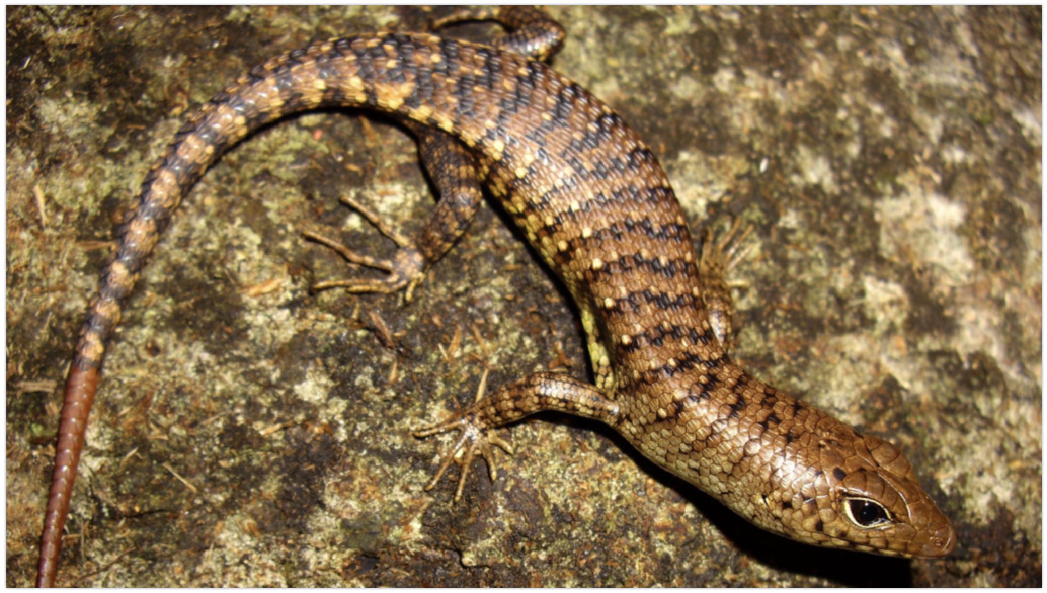 Rắn mối có độc không? Một số cách xử lý khi bị rắn cắn