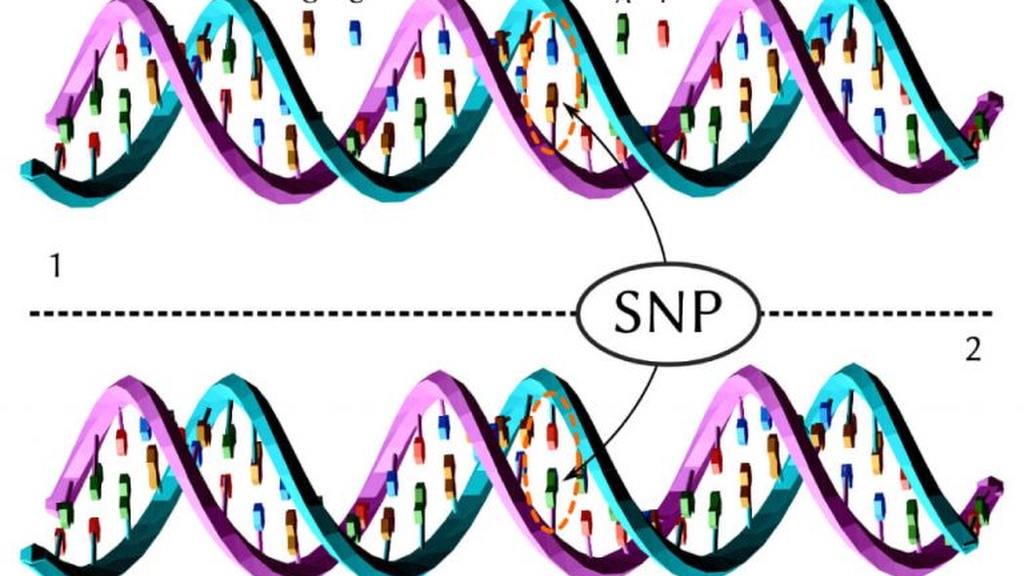 SNP là gì? Hiểu rõ về tầm quan trọng của chúng trong nghiên cứu gen ...