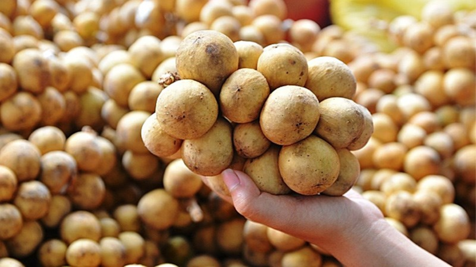 Quả bòn bon là gì? Tác dụng của quả bòn bon với sức khỏe