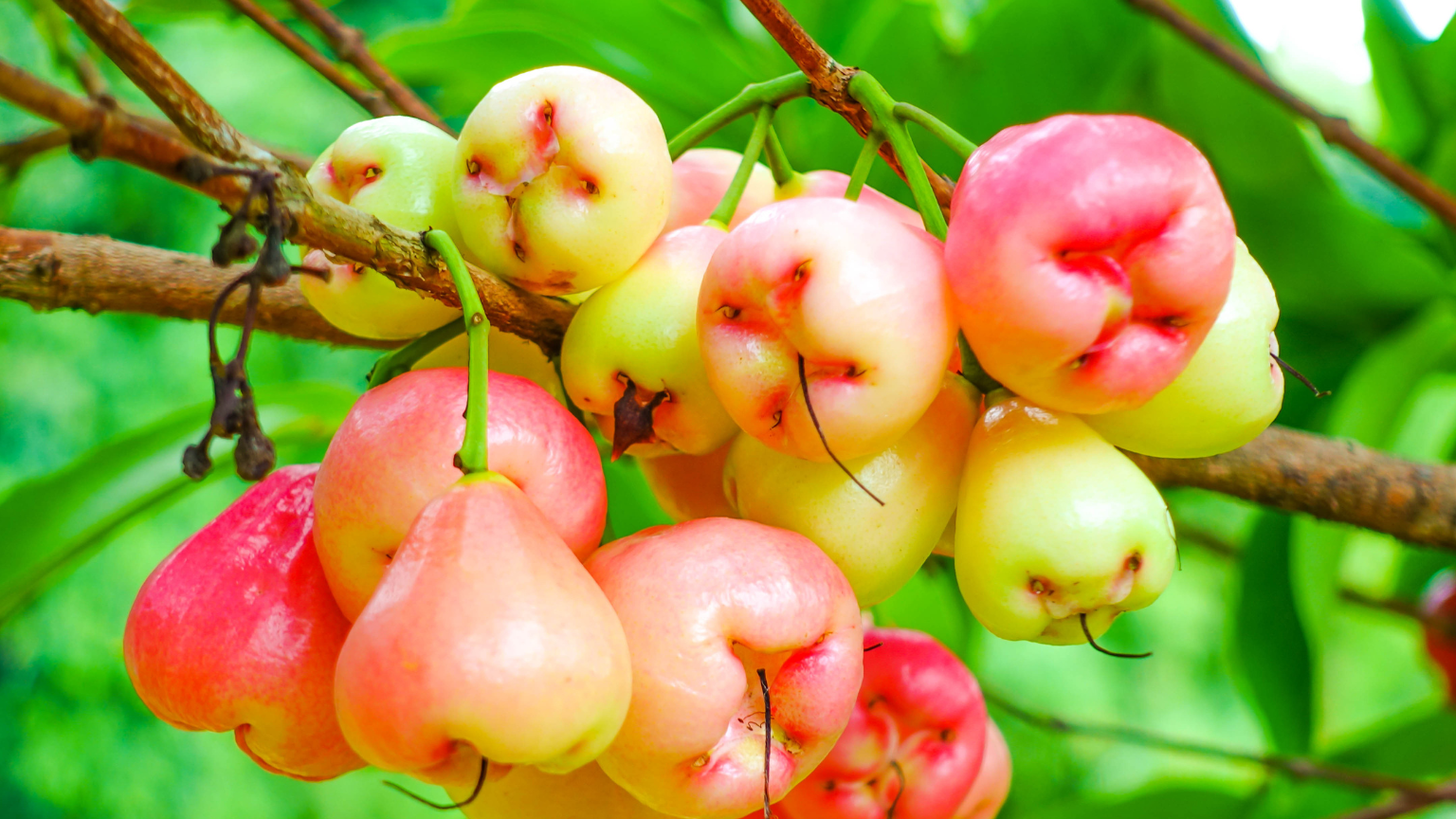 Tác dụng của trái mận miền Nam cho sức khỏe người dùng