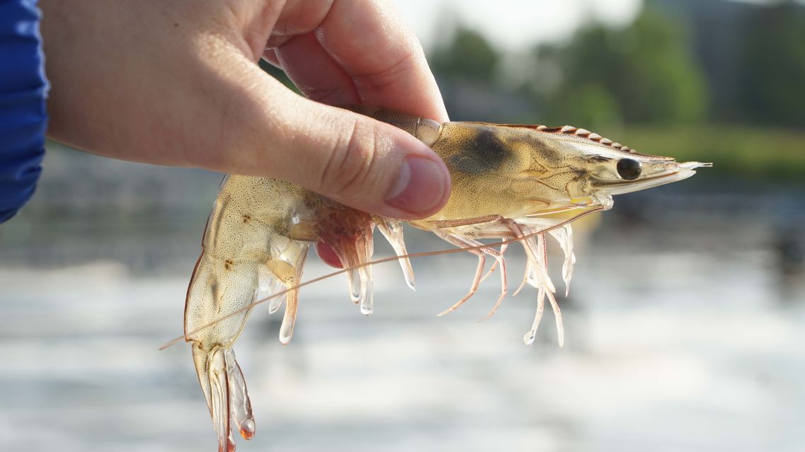 Tôm thẻ chân trắng: Dinh dưỡng và lợi ích sức khỏe không thể bỏ qua ...