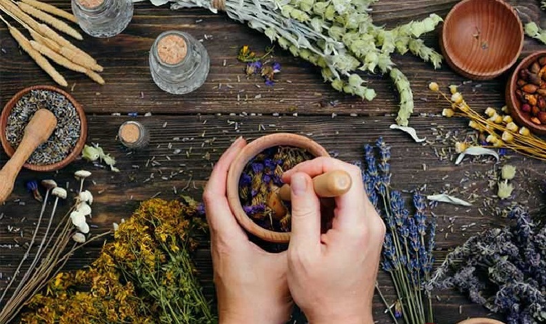 10 cây thuốc nam trị men gan cao hiệu quả, được khuyên dùng