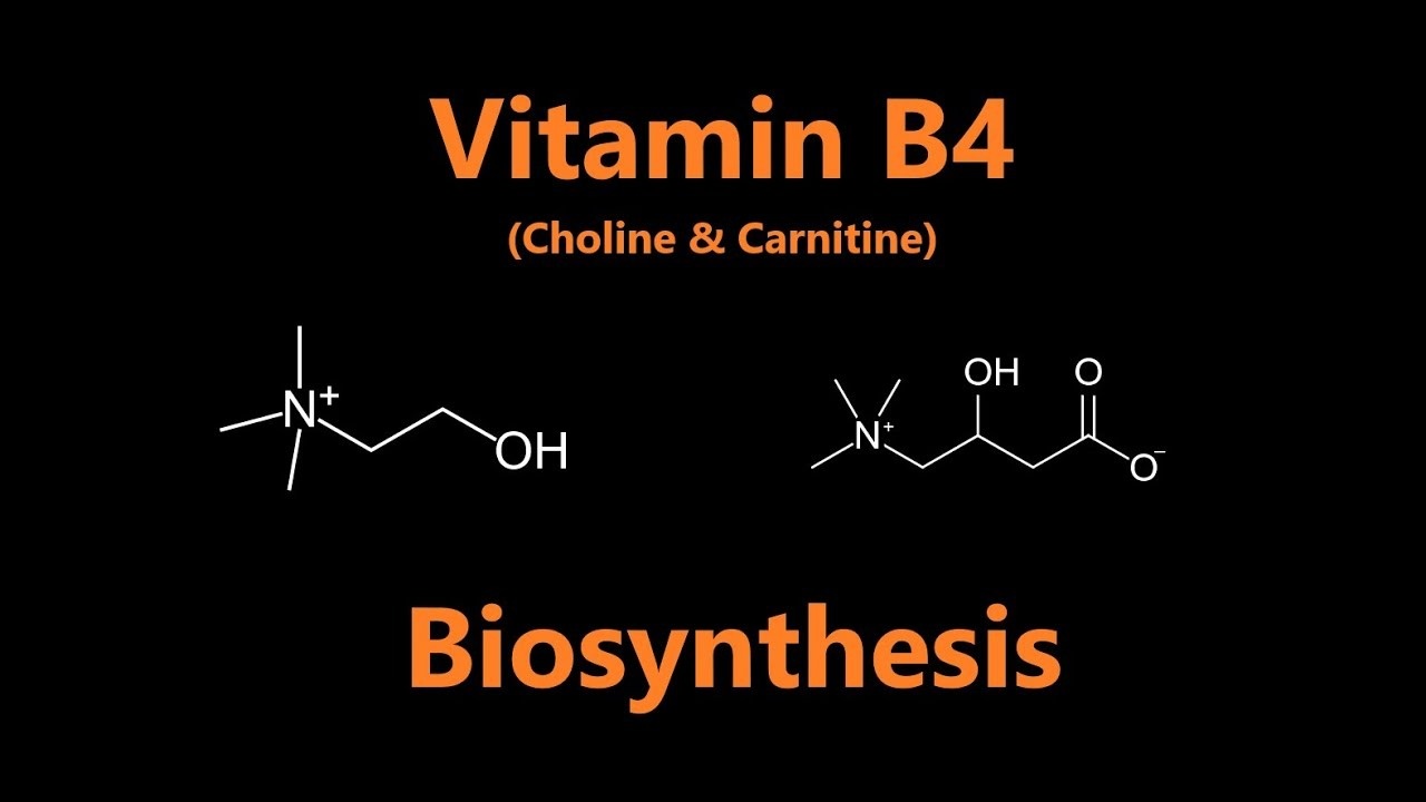 Vai trò của Vitamin B4 đối với sức khỏe con người